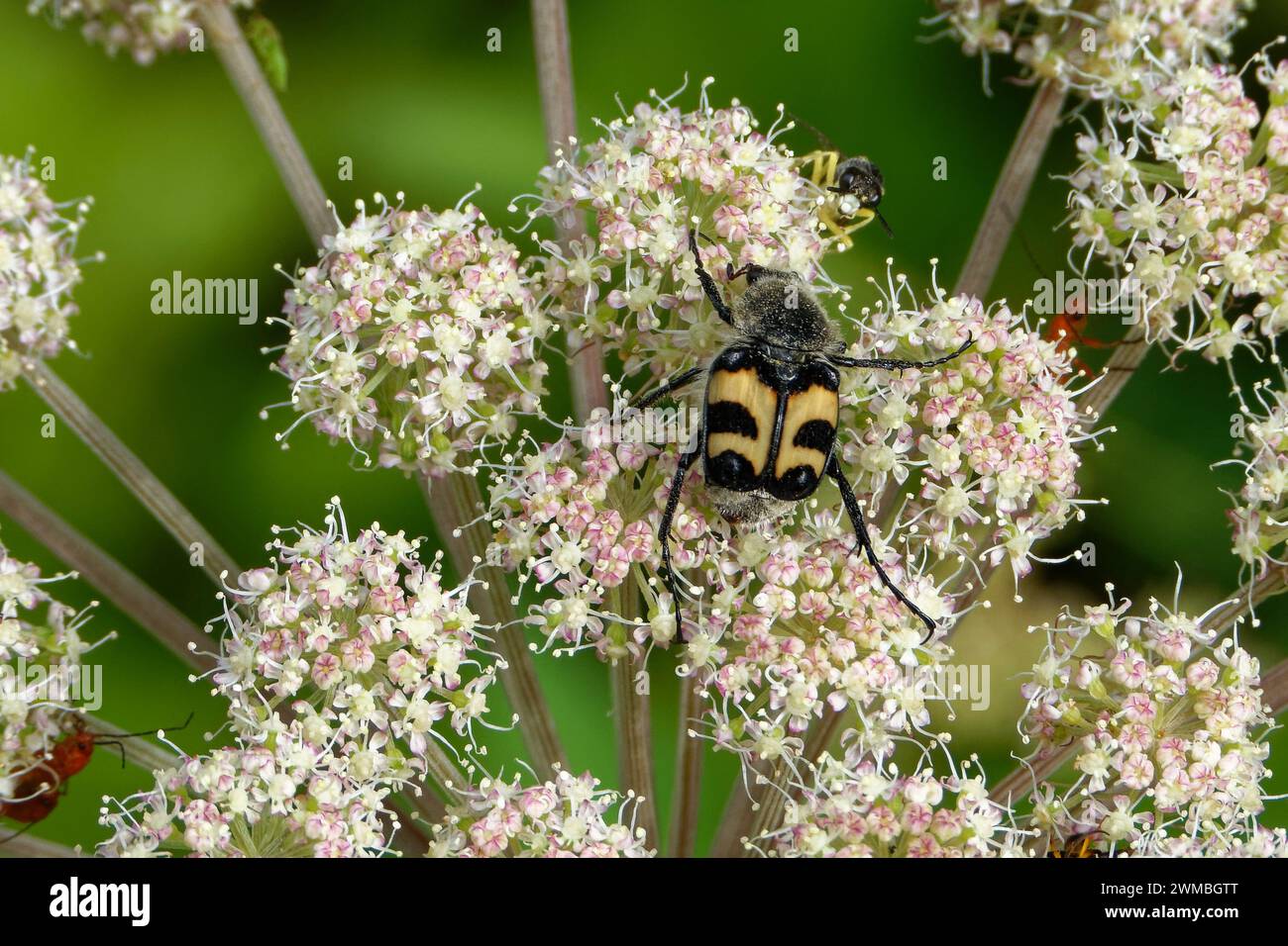 Bee beetle (Tricius fasciatus) on on Umbelliferae flowers Stock Photo ...