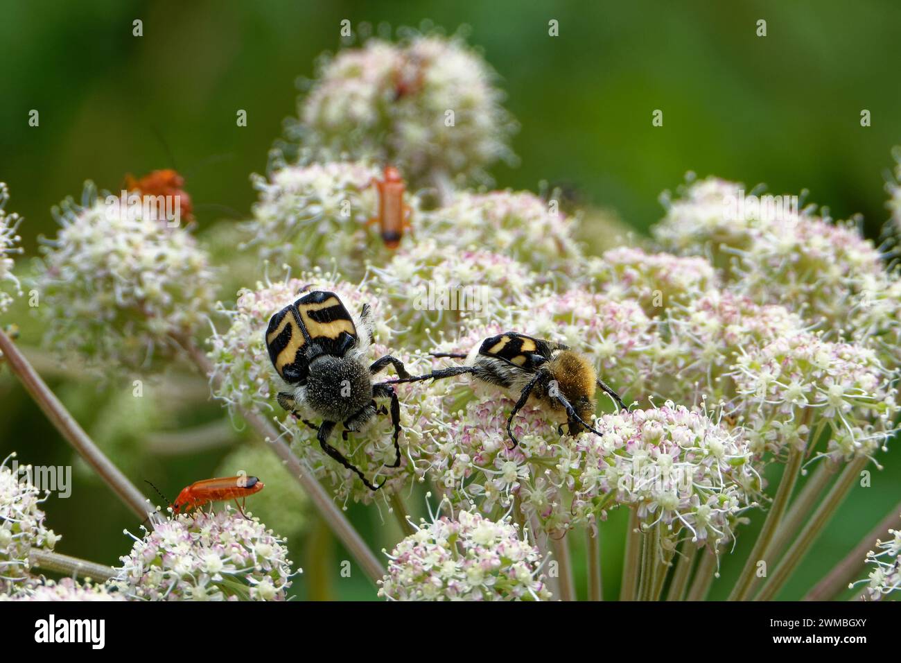 Bee beetles (Tricius fasciatus) on on Umbelliferae flowers Stock Photo ...