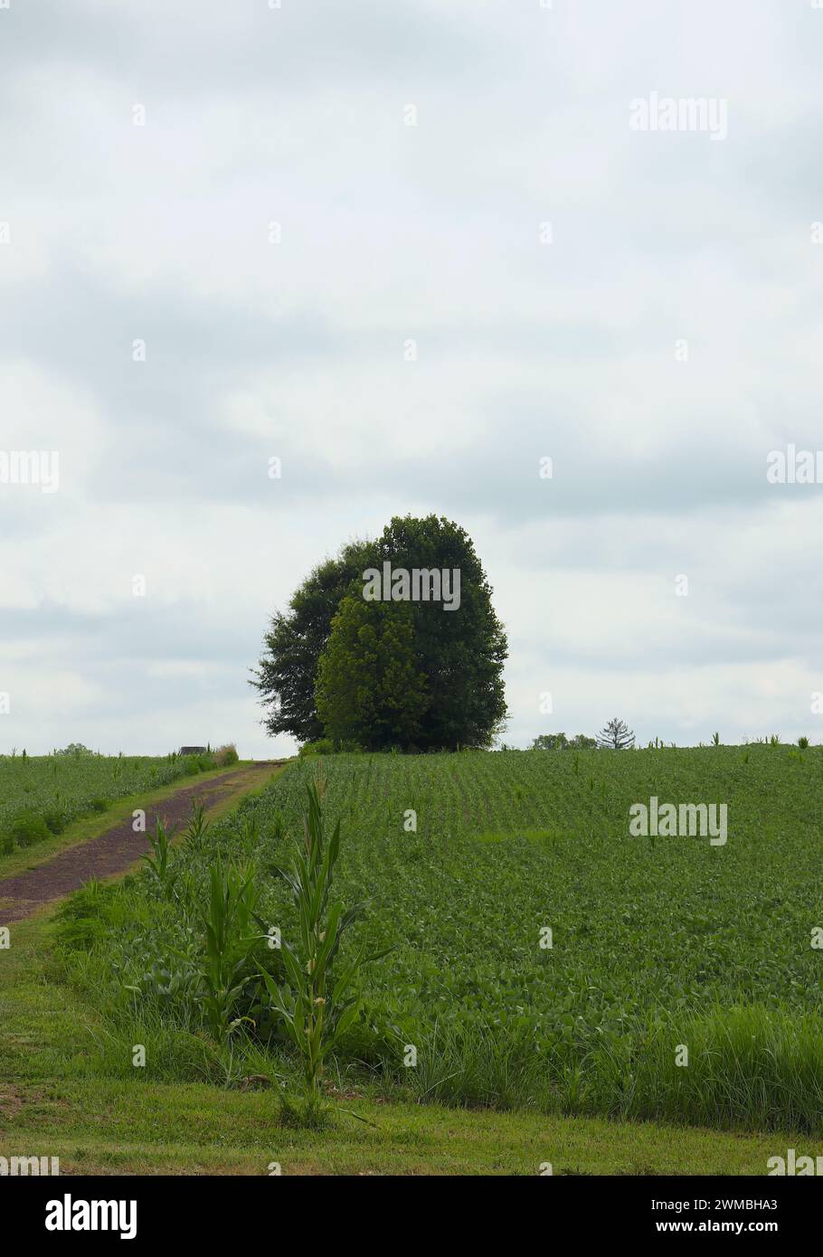 Farm crop cover hi-res stock photography and images - Alamy