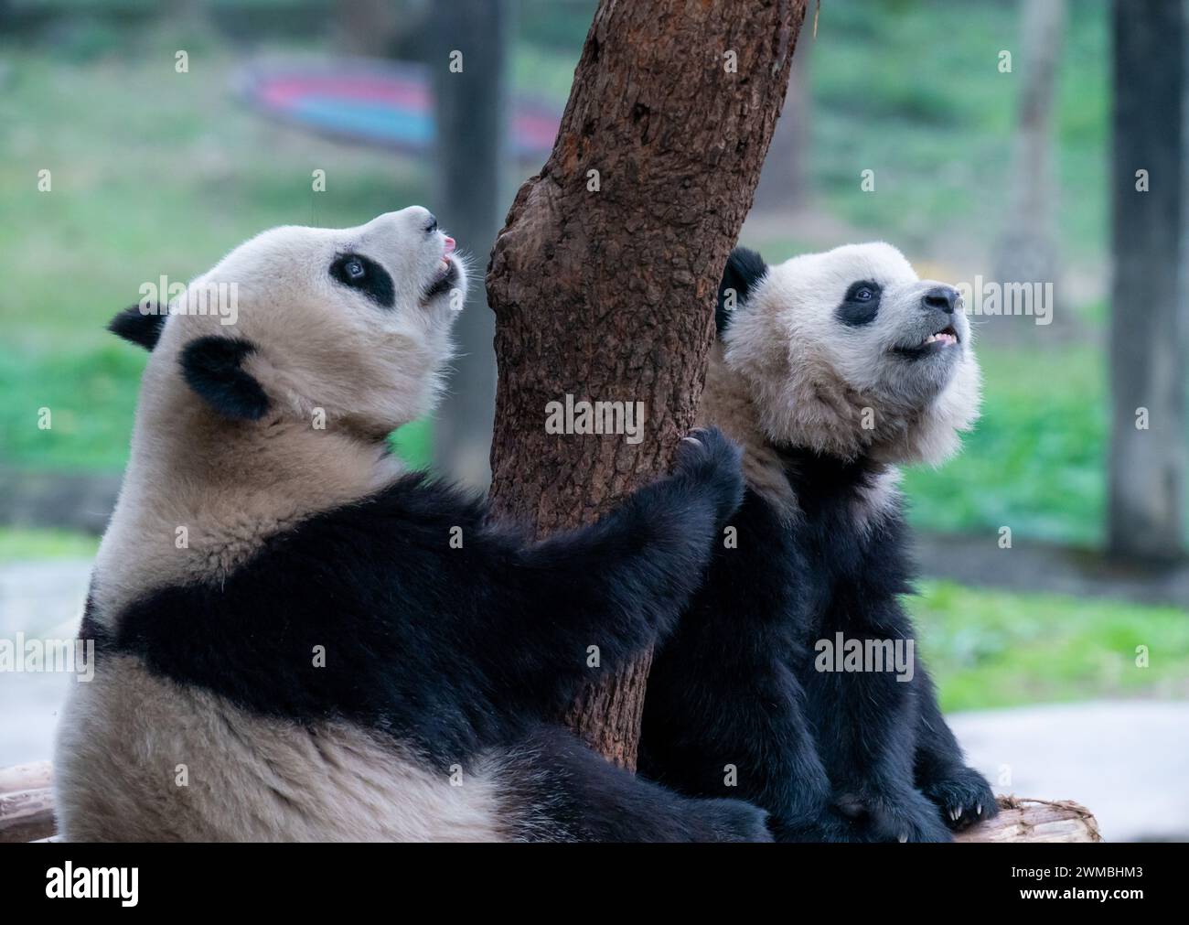 CHONGQING, CHINA - FEBRUARY 25, 2024 - Twin giant pandas "Yu Ke" and ...