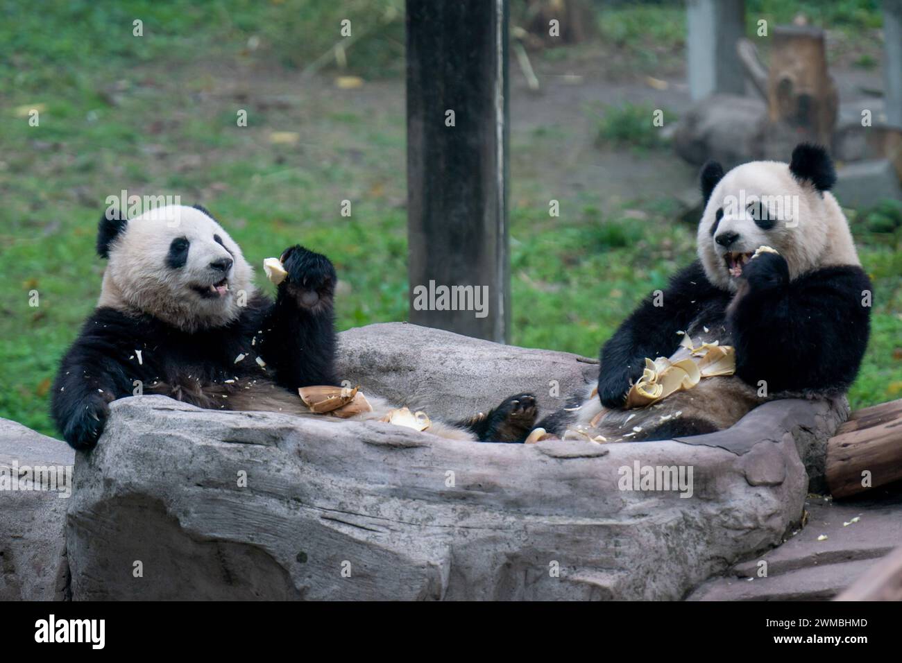 CHONGQING, CHINA - FEBRUARY 25, 2024 - Twin giant pandas Yu Ke and Yu ...