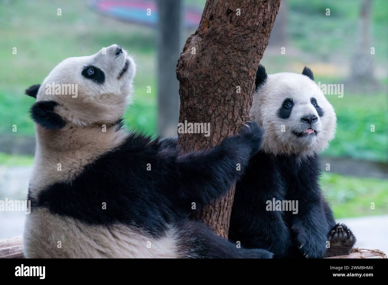 CHONGQING, CHINA - FEBRUARY 25, 2024 - Twin giant pandas "Yu Ke" and ...