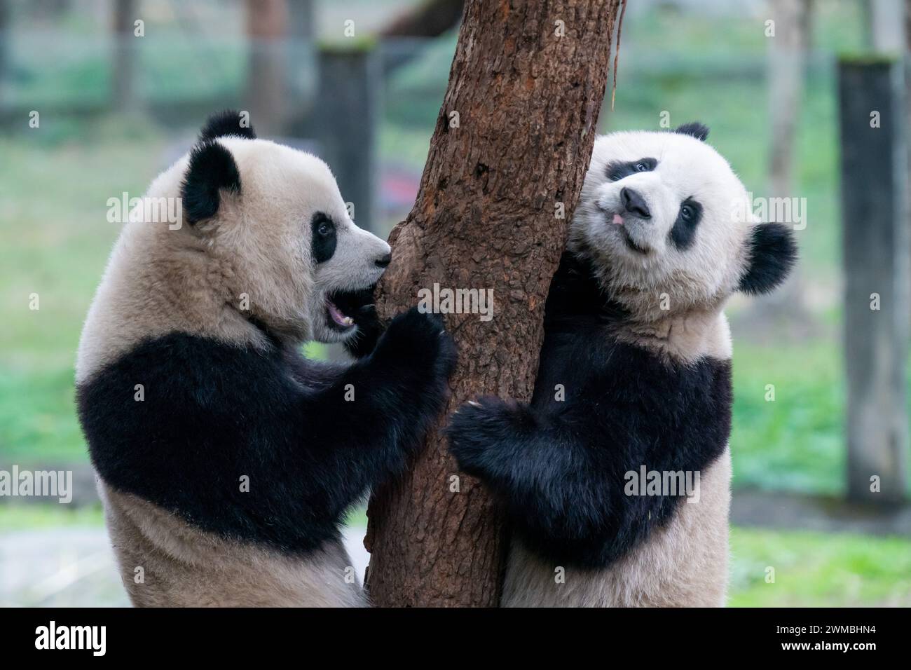 CHONGQING, CHINA - FEBRUARY 25, 2024 - Twin giant pandas "Yu Ke" and "Yu Ai" play at Chongqing ...