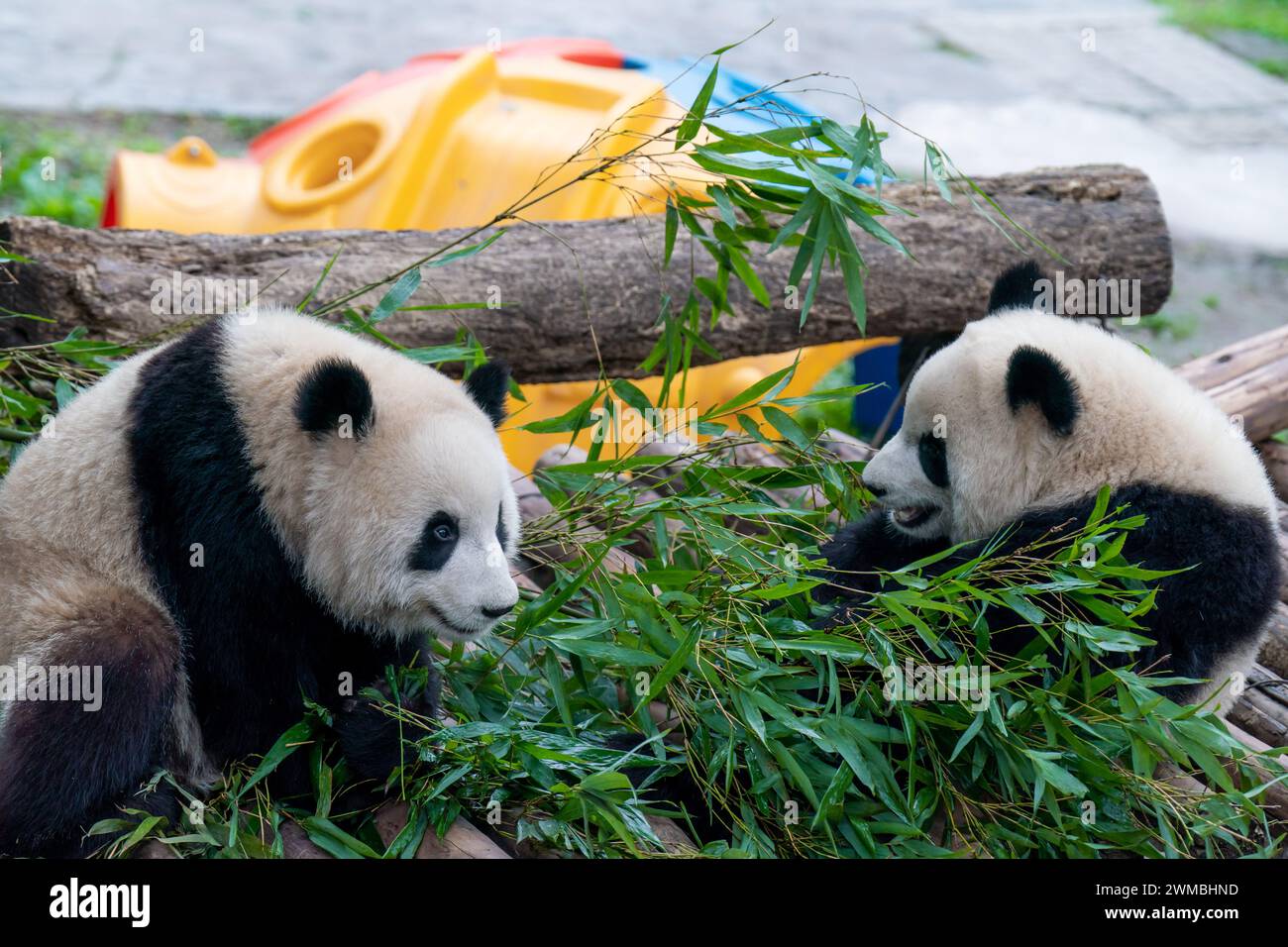 CHONGQING, CHINA - FEBRUARY 25, 2024 - Twin giant pandas Yu Ke and Yu ...