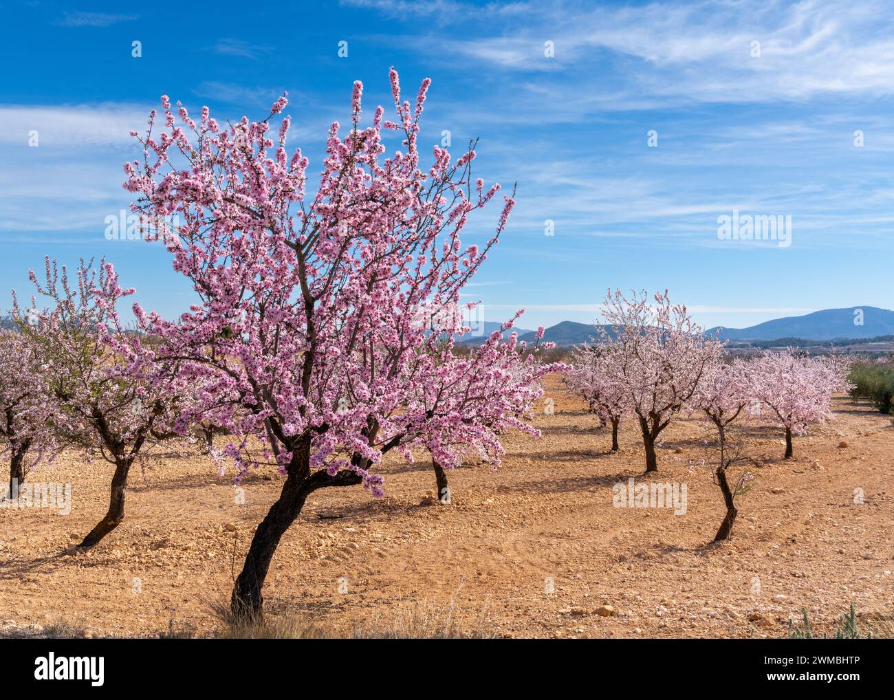 Pink and white blossoming almond trees in a ochre earth field in the ...