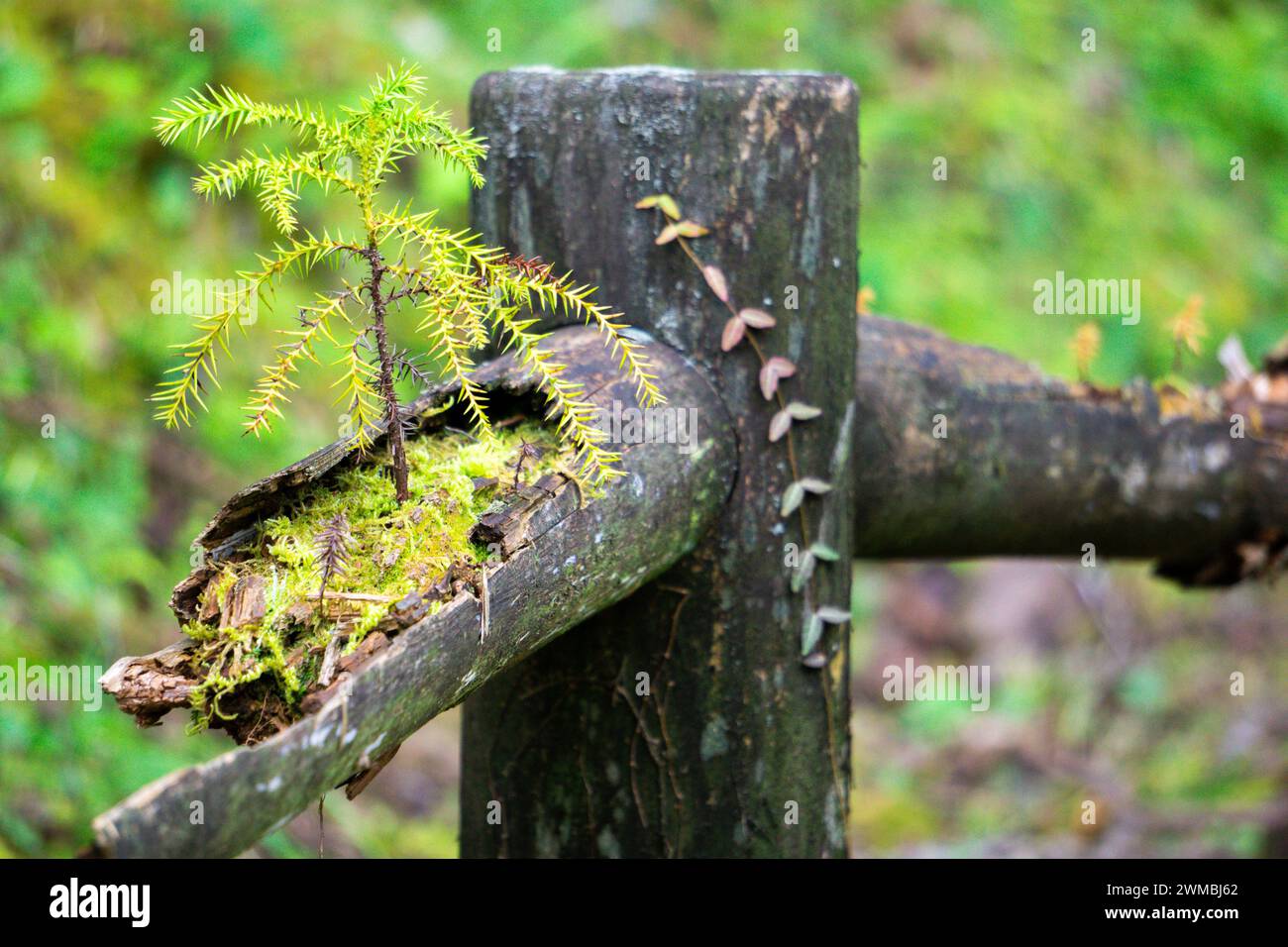Small tree unexpectedly grows out of a fence Stock Photo - Alamy