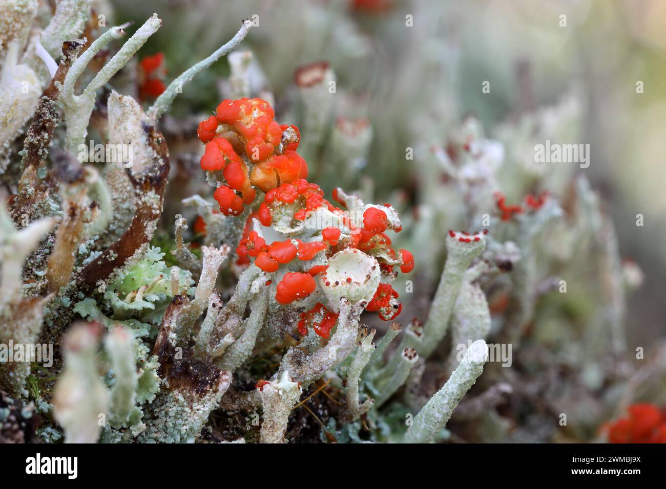 Close up of British Soldier Lichen (Cladonia spp), North Pennines, UK ...