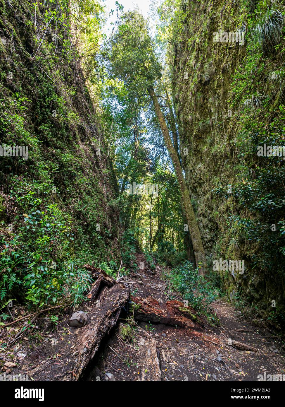 Narrow gorge on the geological trail 'sendero geologico', Reserva ...