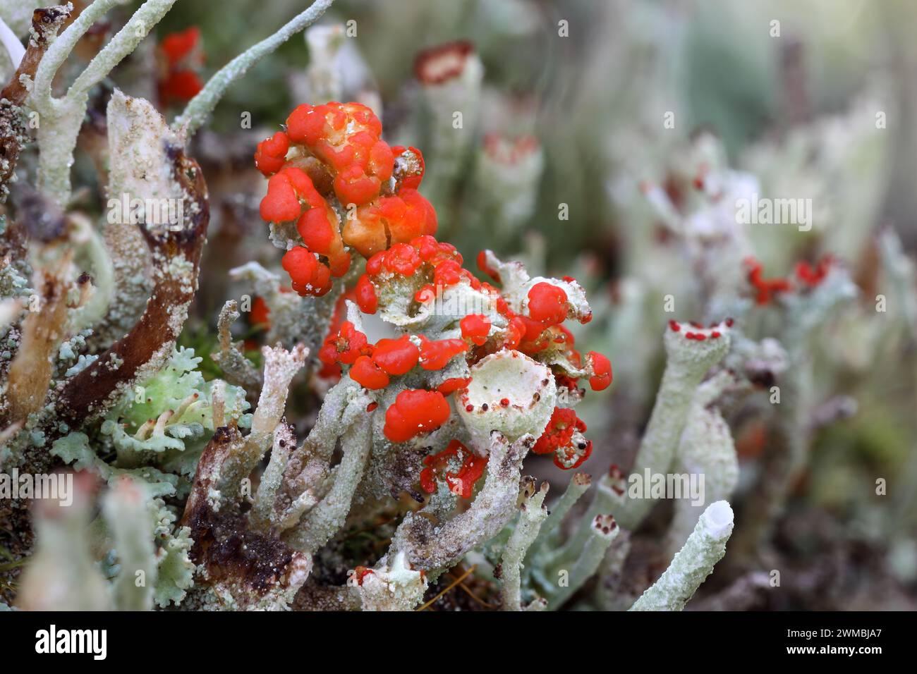 Close up of British Soldier Lichen (Cladonia spp), North Pennines, UK ...