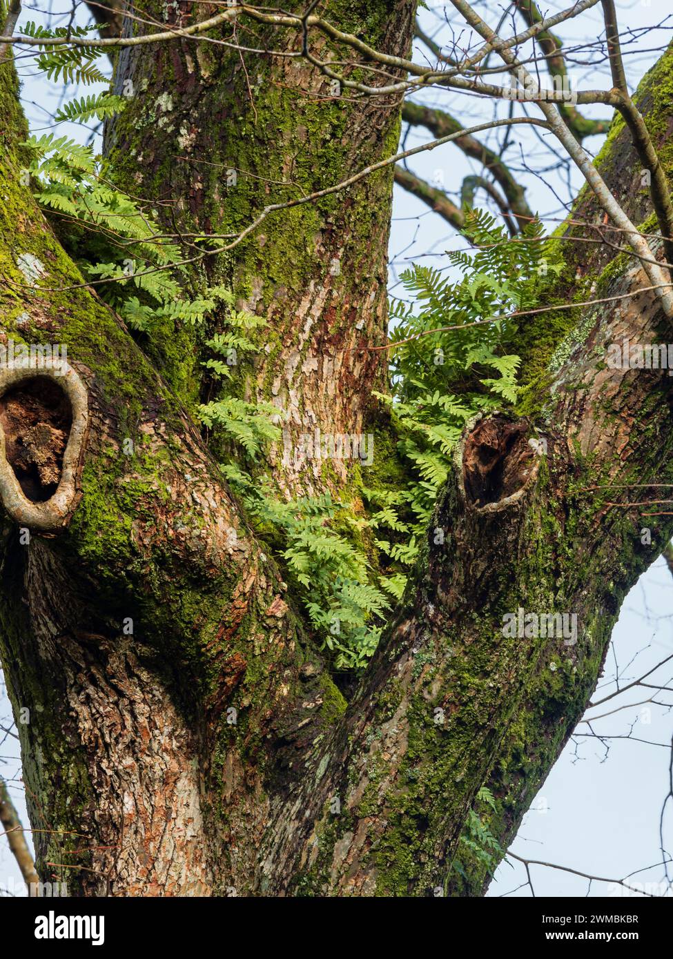 Common polypody, Polypodium vulgare, growing as an epiphyte on the ...