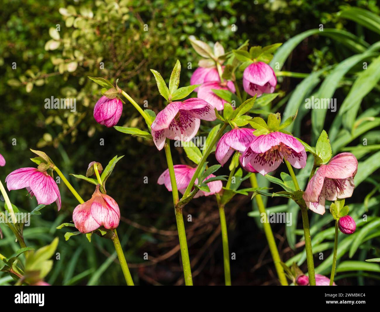 Red spotted pink flowers of the hardy perennial Lenten rose, Helleborus ...