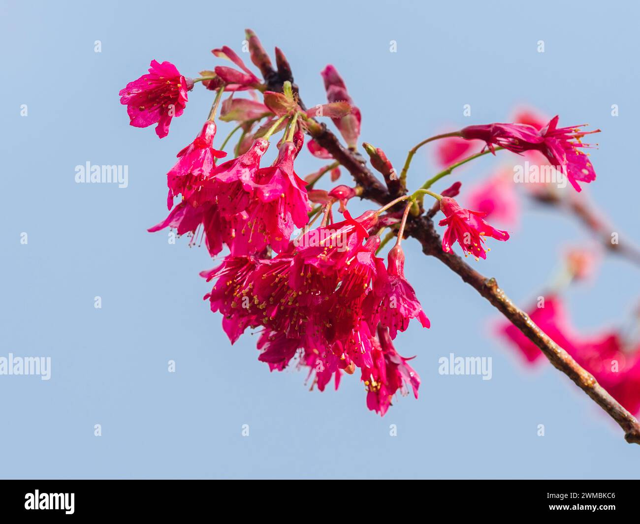 Red flowers adorn the branches of the late winter to early spring ...