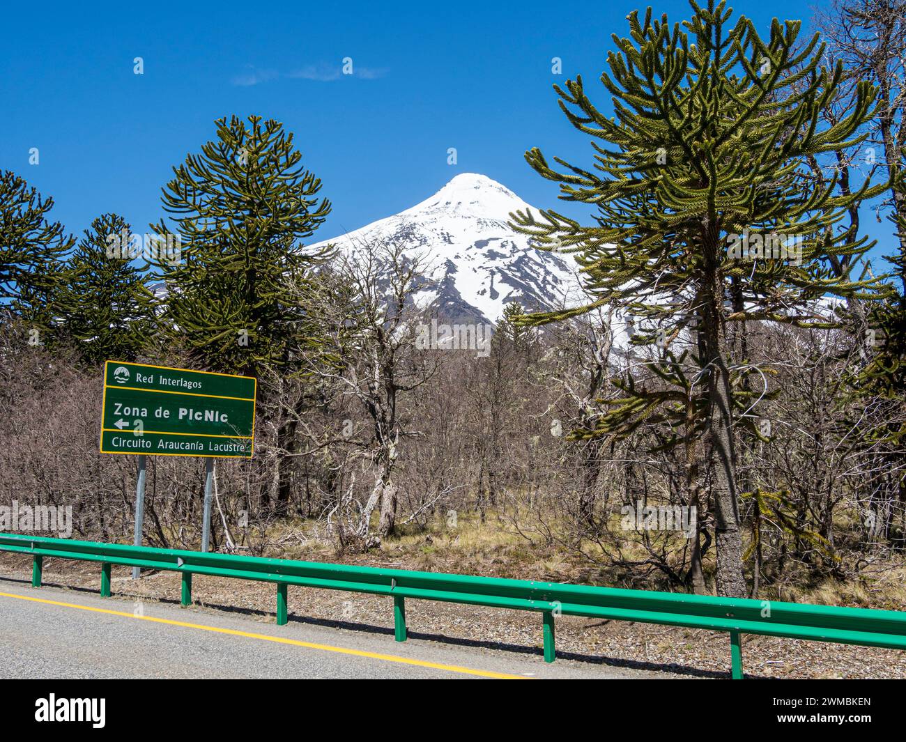 Araucaria forest at volcano Lanin, single tree divides the road, west ...