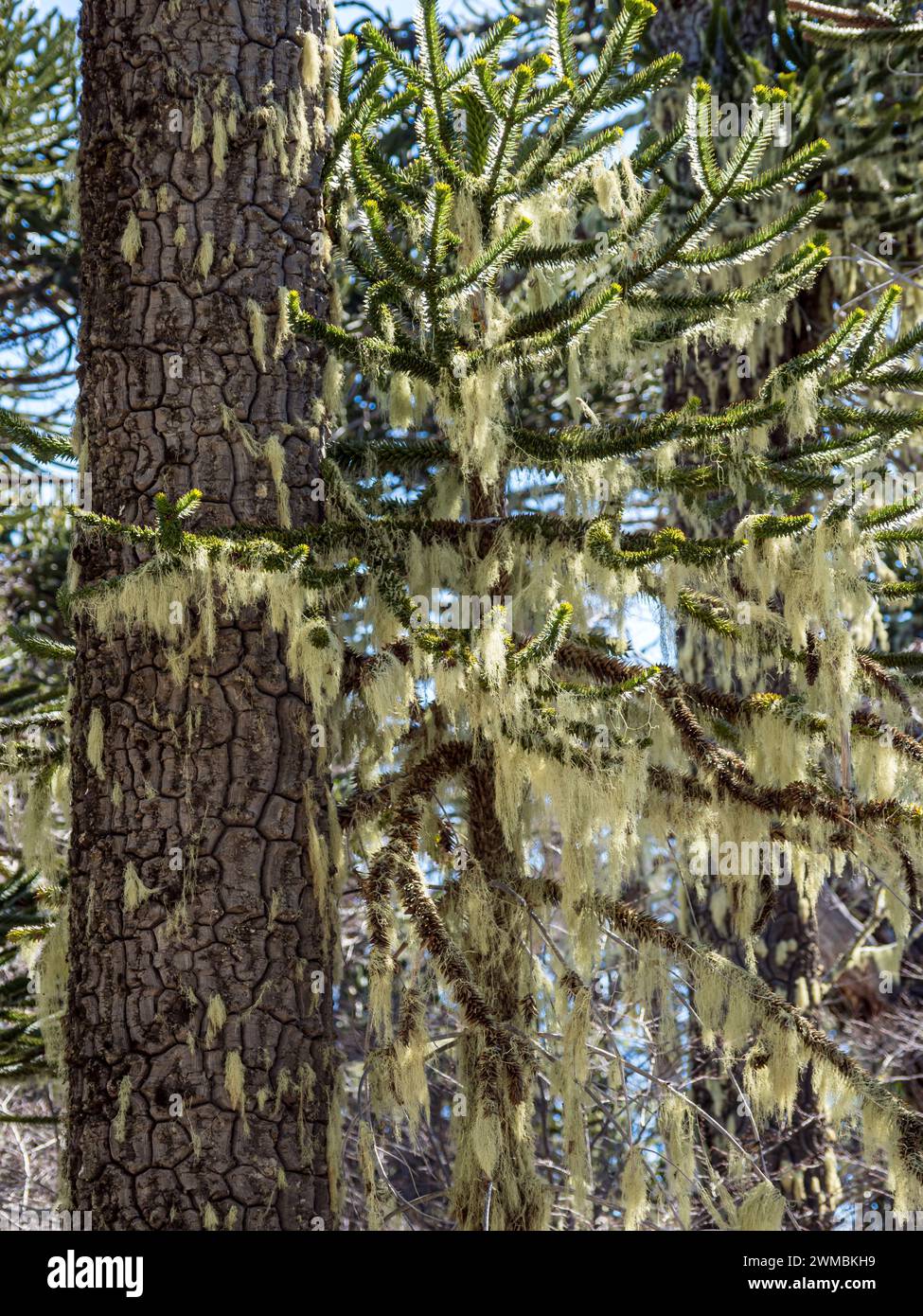 Trail sendero lagos andinos hi-res stock photography and images - Alamy