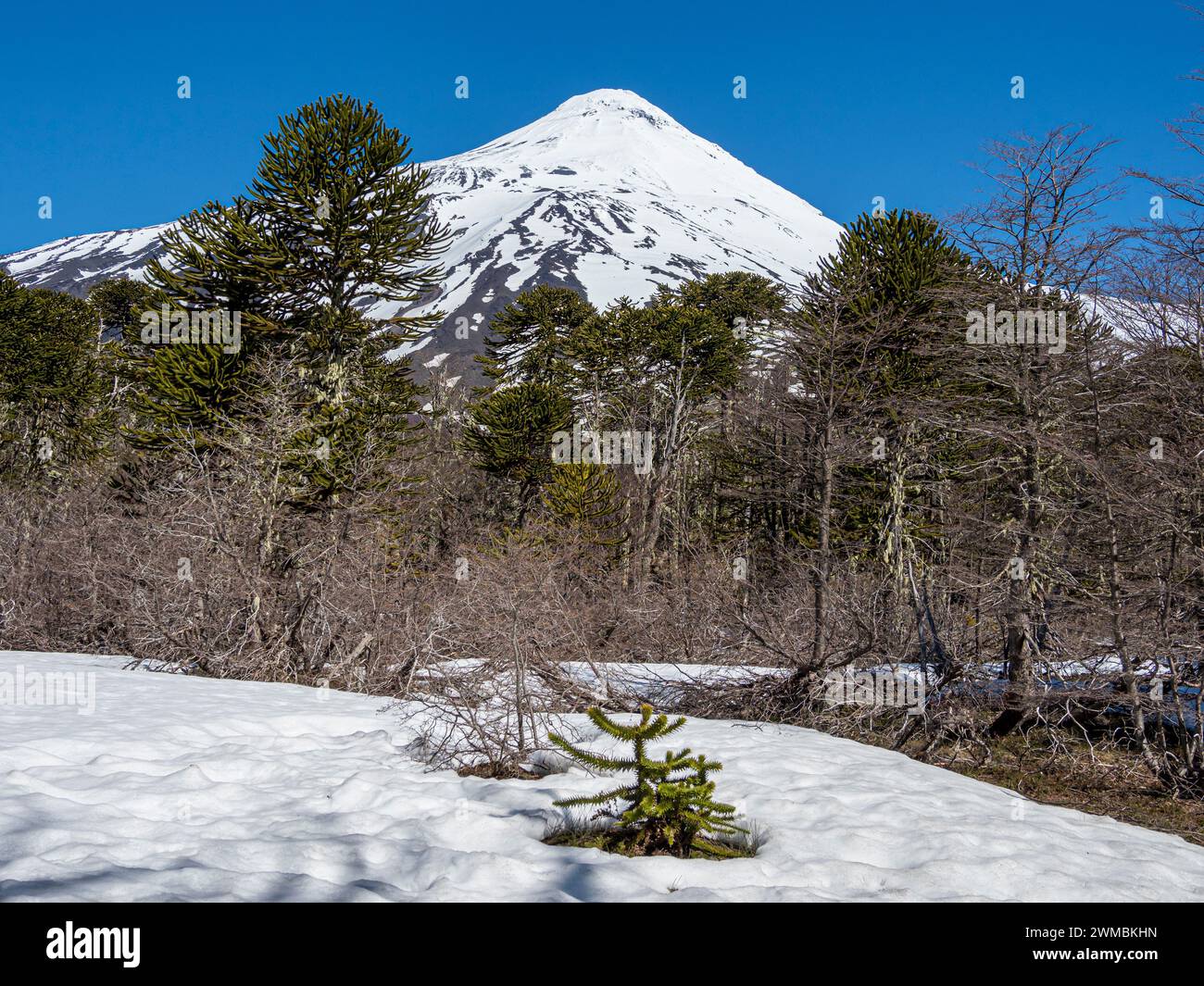 Araucaria forest at volcano Lanin, trail Sendero Lagos Andinos, west of ...