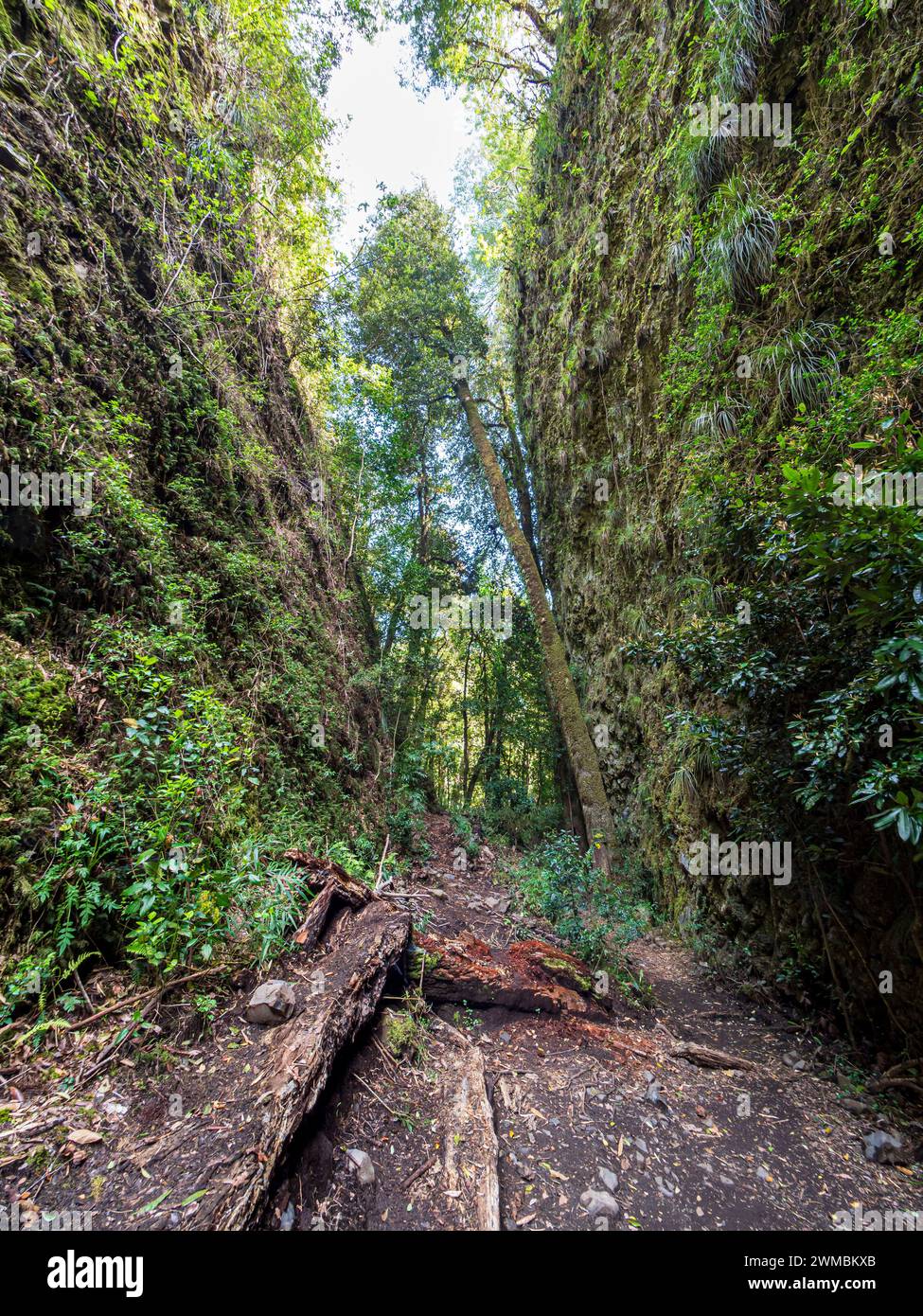 Narrow gorge on the geological trail 'sendero geologico', Reserva ...