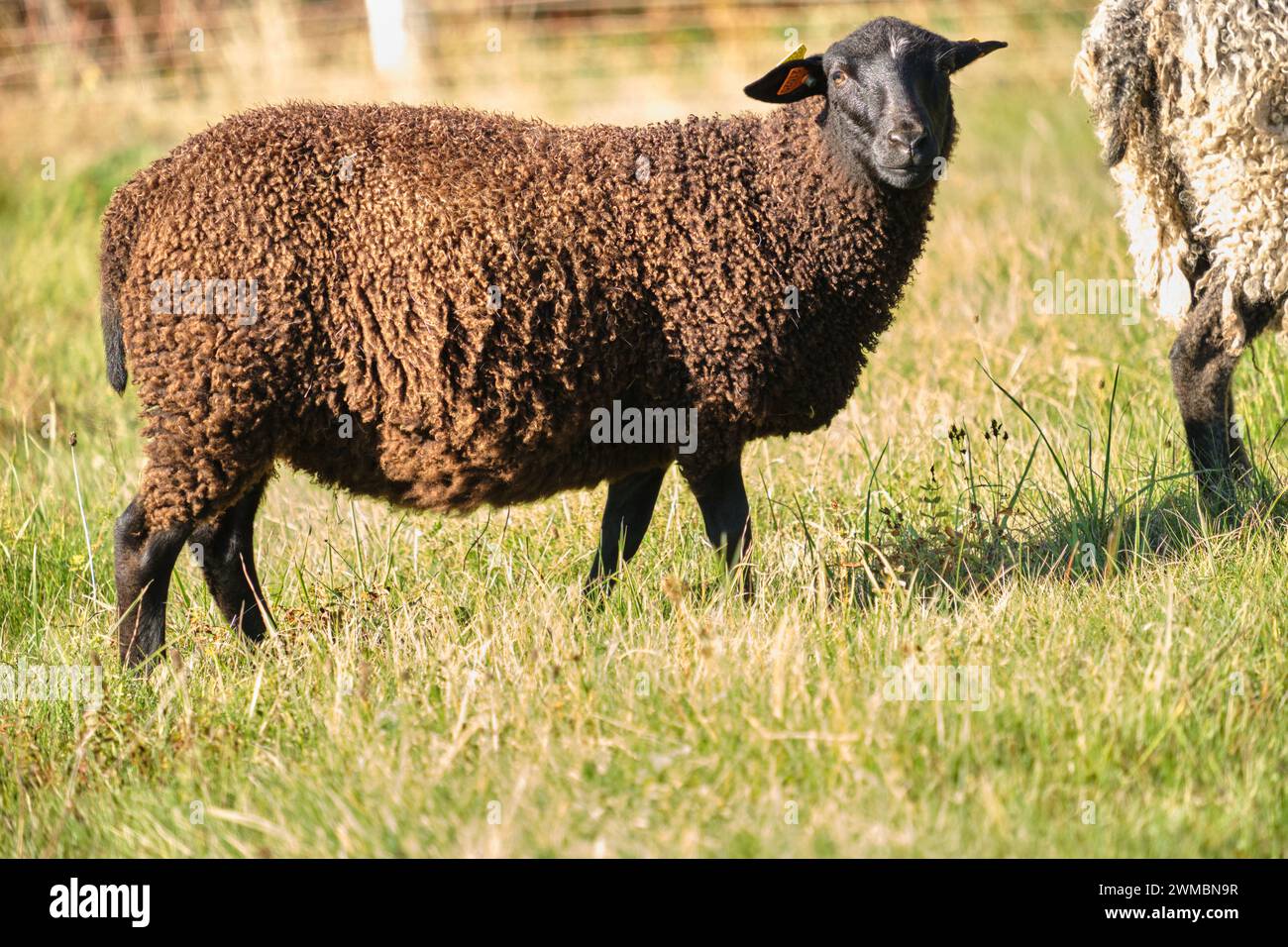 Dorper sheep, Gotland sheep and mixed breeds of both breeds grazing in ...