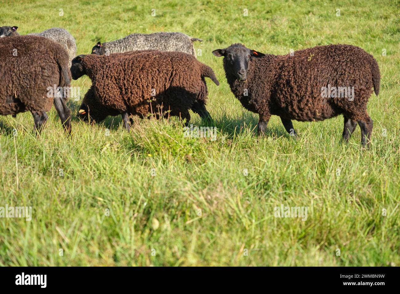 Dorper sheep, Gotland sheep and mixed breeds of both breeds grazing in ...