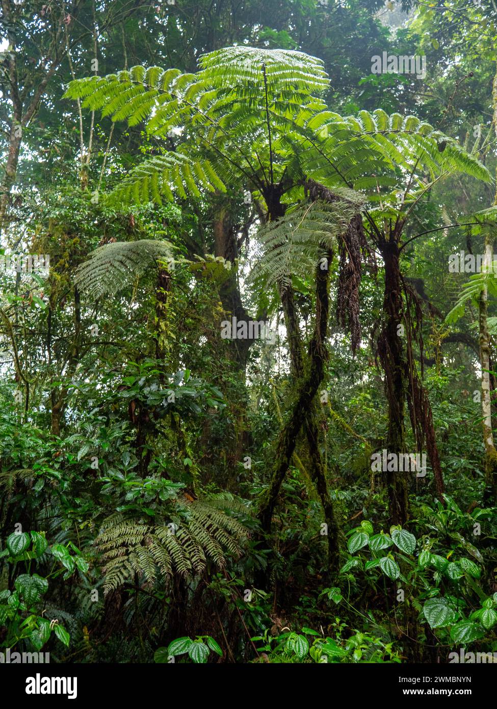 Rainforest of the Bwindi Impenetrable National Park, Uganda. The park ...