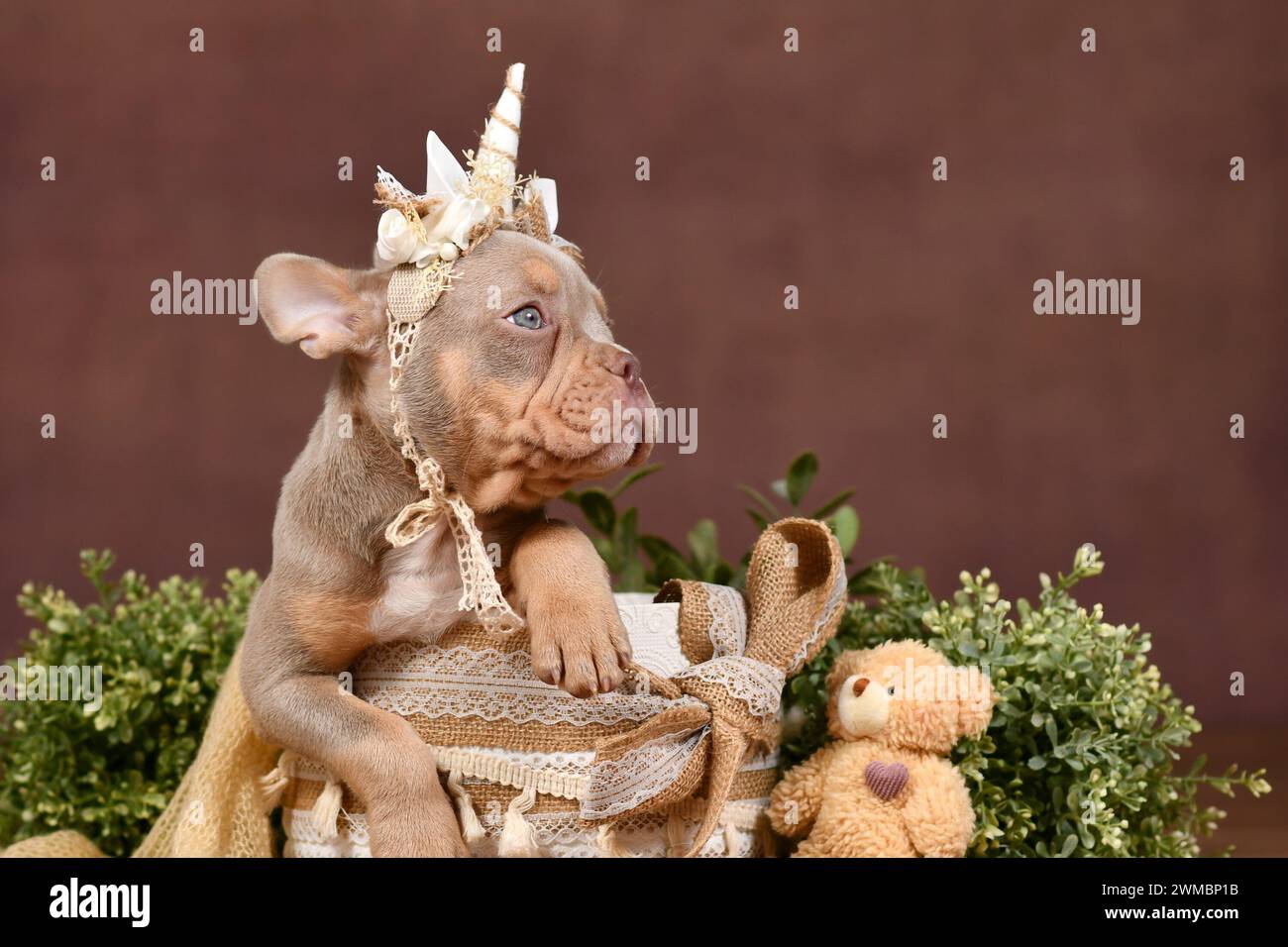 Isabella tan hi-res stock photography and images - Alamy