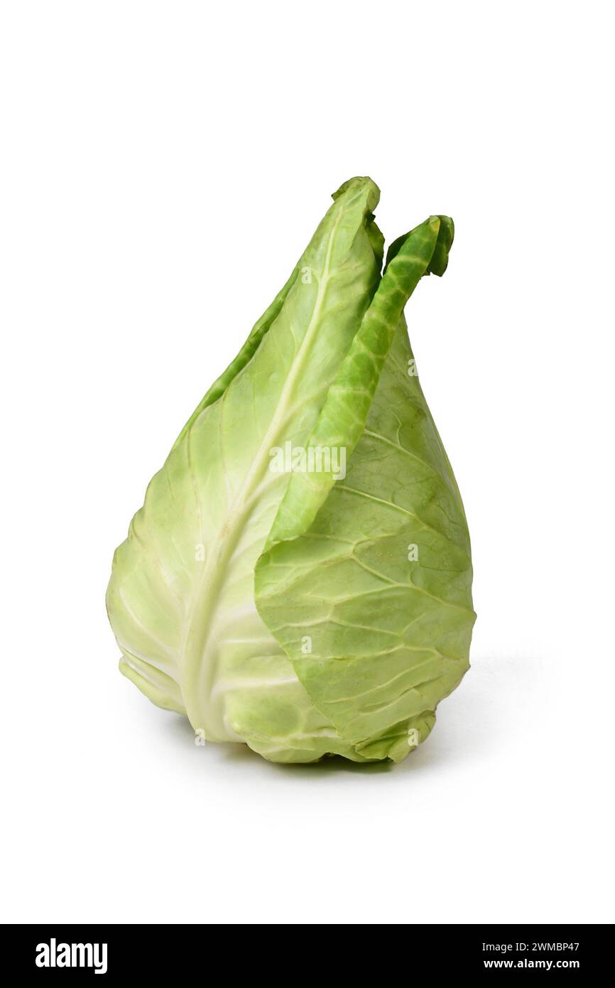Single pointed cabbage vegetable on white background Stock Photo - Alamy