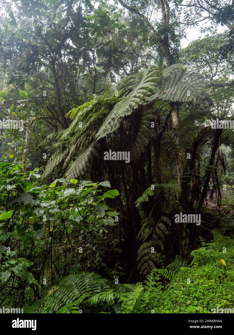 Rainforest of the Bwindi Impenetrable National Park, Uganda. The park ...