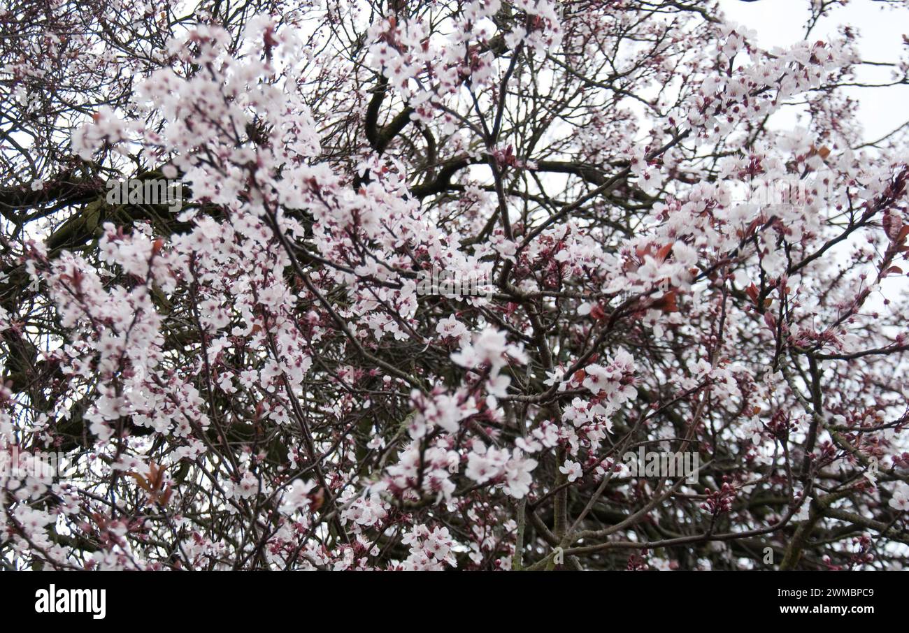 White Cherry Blossom, London, UK. The cherry blossom, or sakura, is the ...