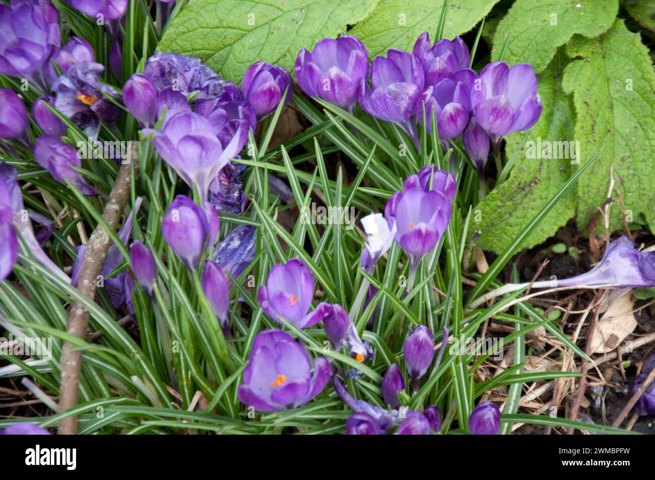 Spring is around corner hi-res stock photography and images - Alamy