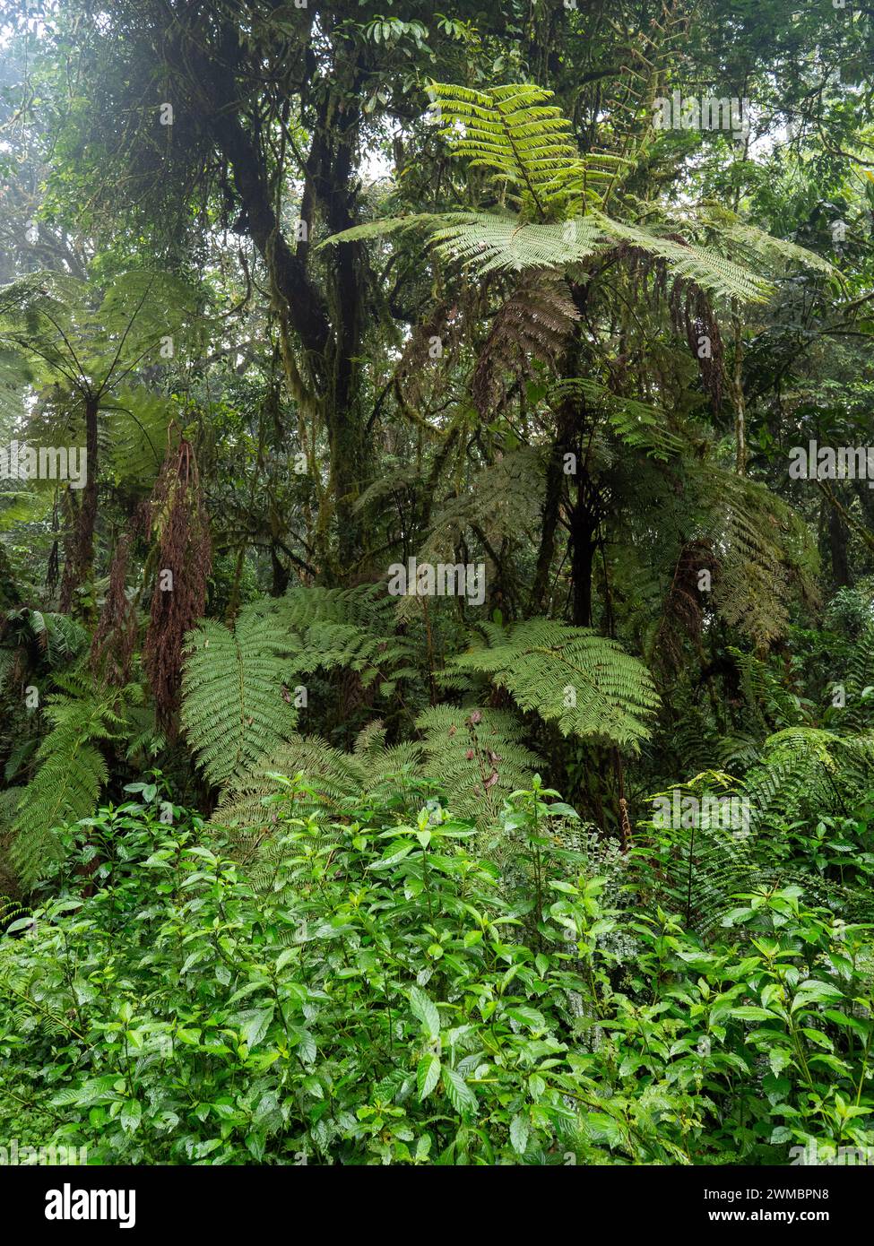 Rainforest of the Bwindi Impenetrable National Park, Uganda. The park ...