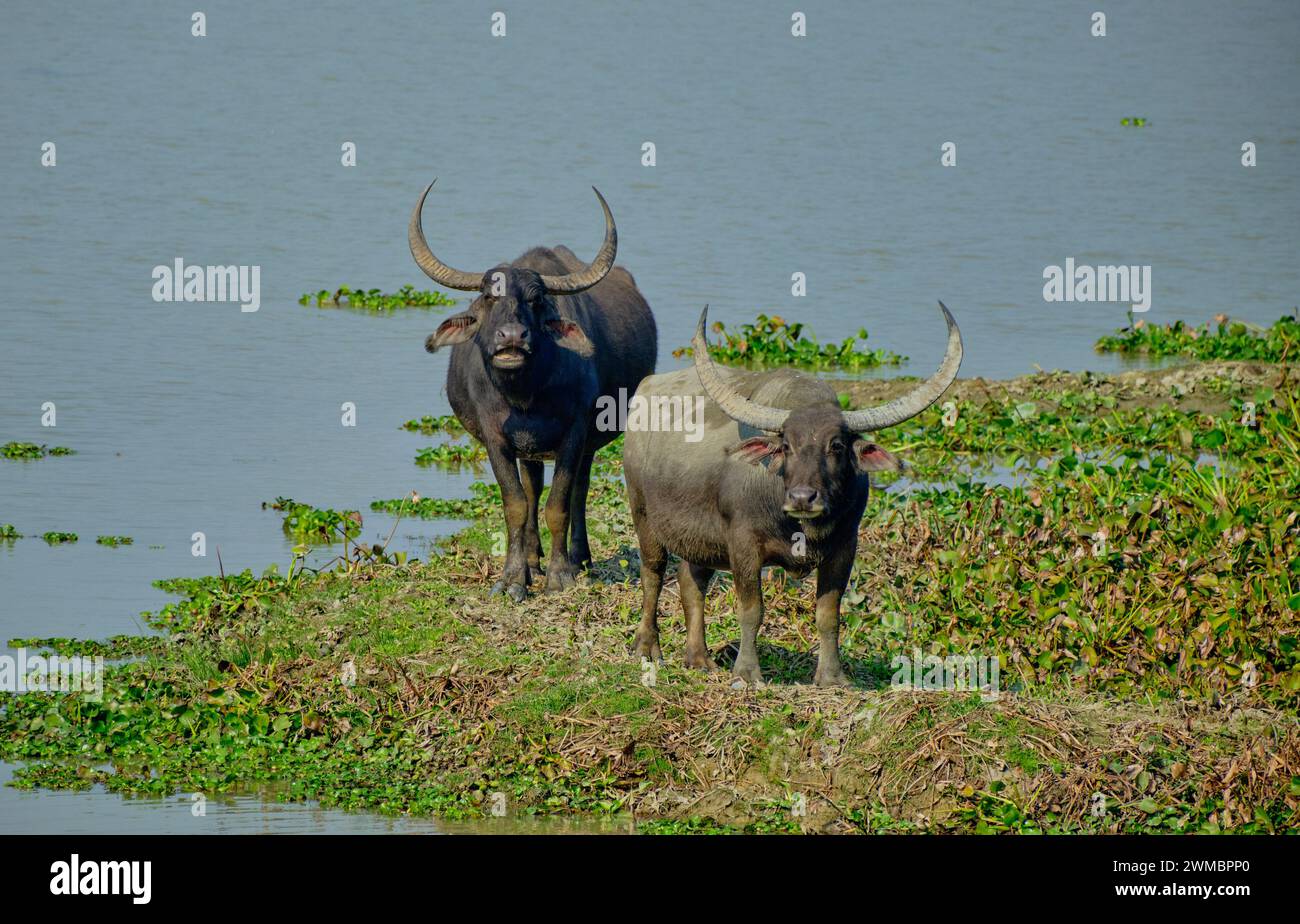 Asiatic water buffalo hi-res stock photography and images - Alamy