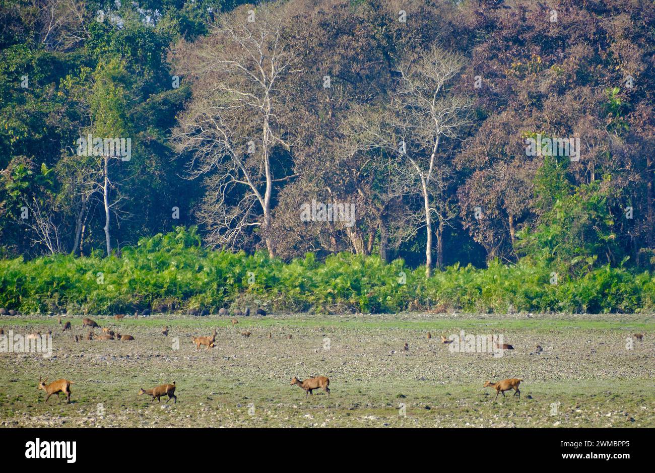 Deer and monkeys in forest grassland of Kaziranga National Park, India ...