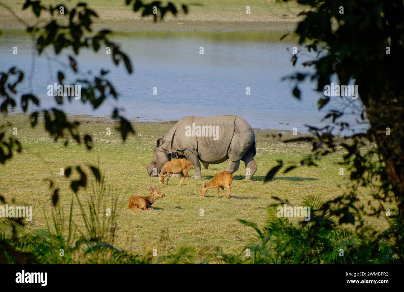 Indian one-horned rhino and hog deer grazing Stock Photo - Alamy