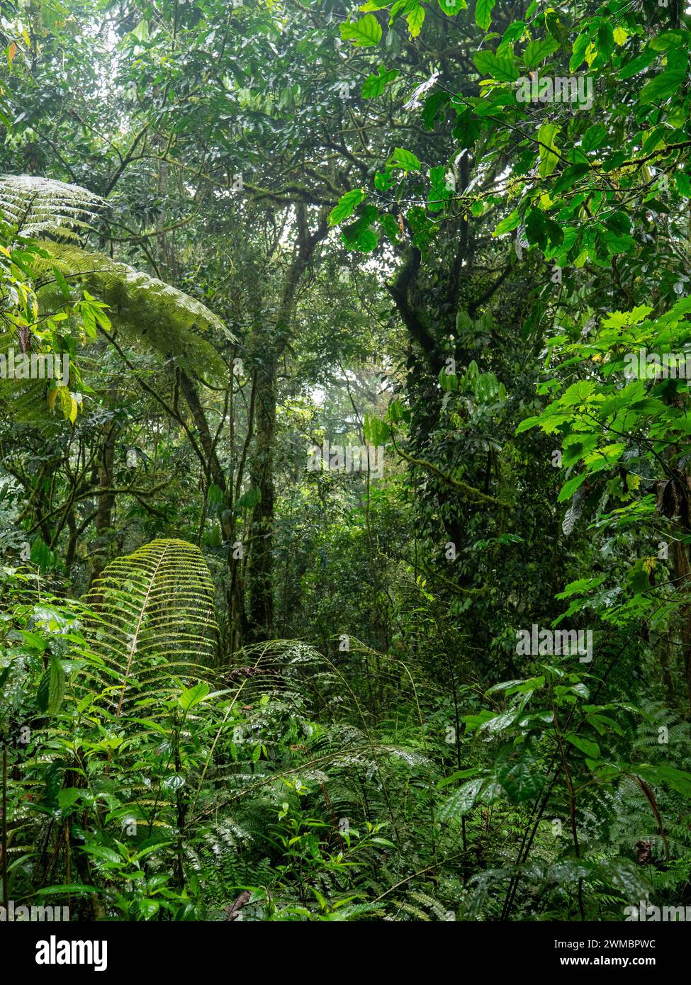 Rainforest of the Bwindi Impenetrable National Park, Uganda. The park ...