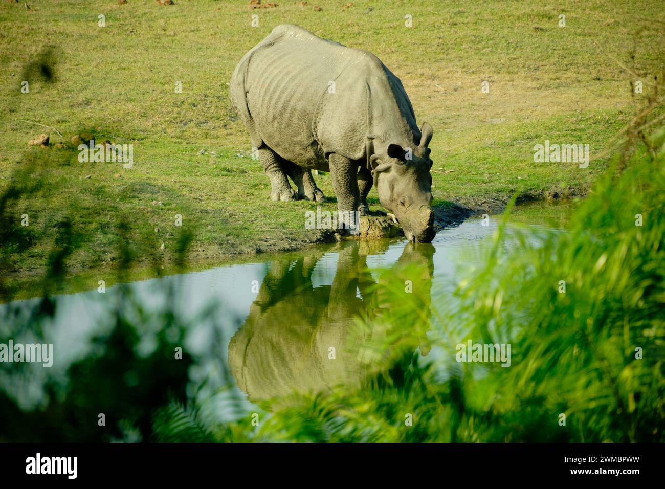 Rhino water hi-res stock photography and images - Alamy
