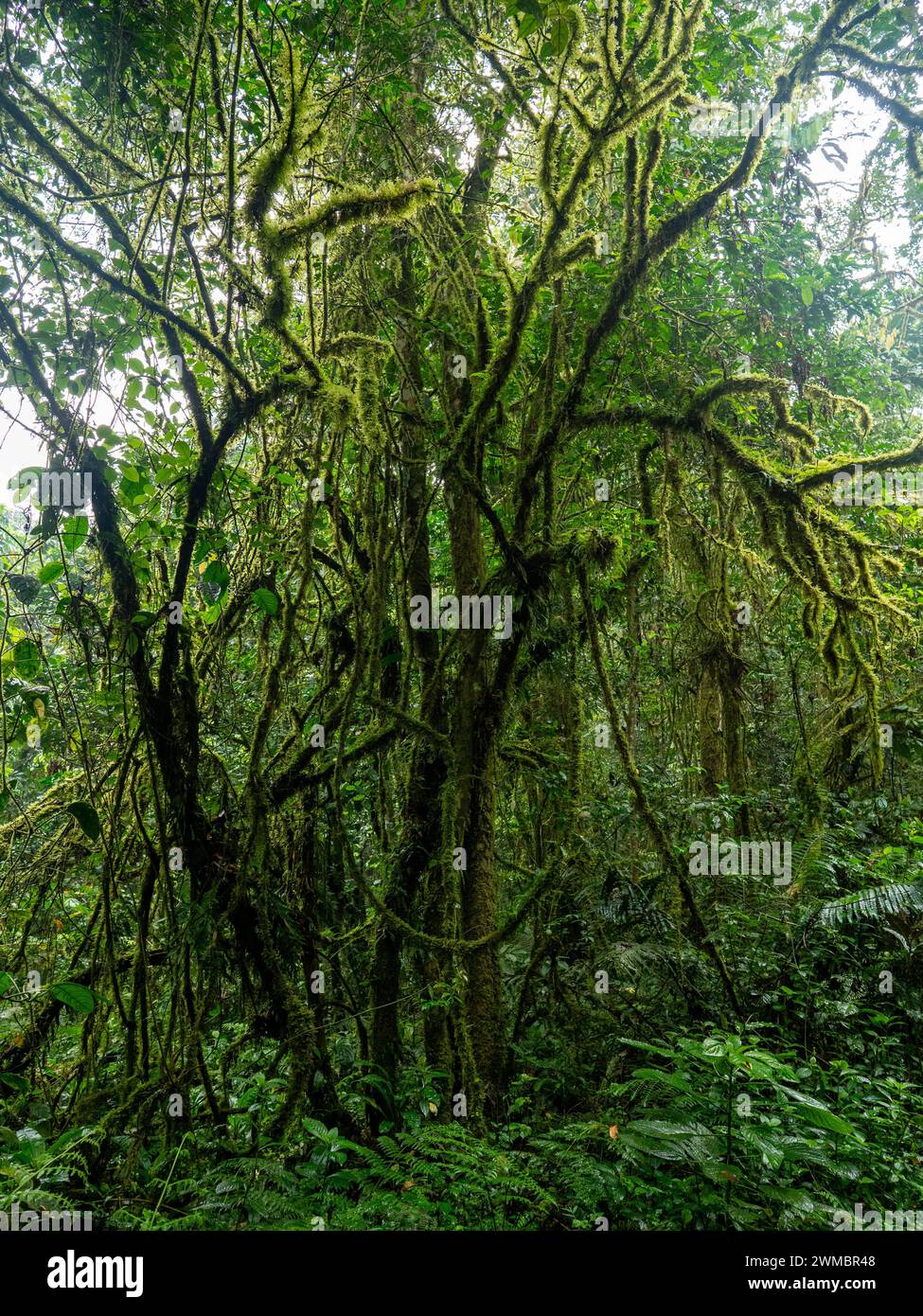 Rainforest of the Bwindi Impenetrable National Park, Uganda. The park ...