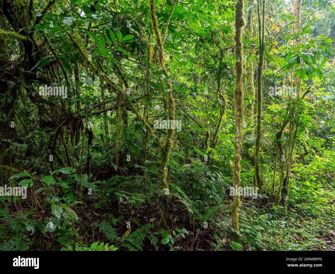 Rainforest of the Bwindi Impenetrable National Park, Uganda. The park ...
