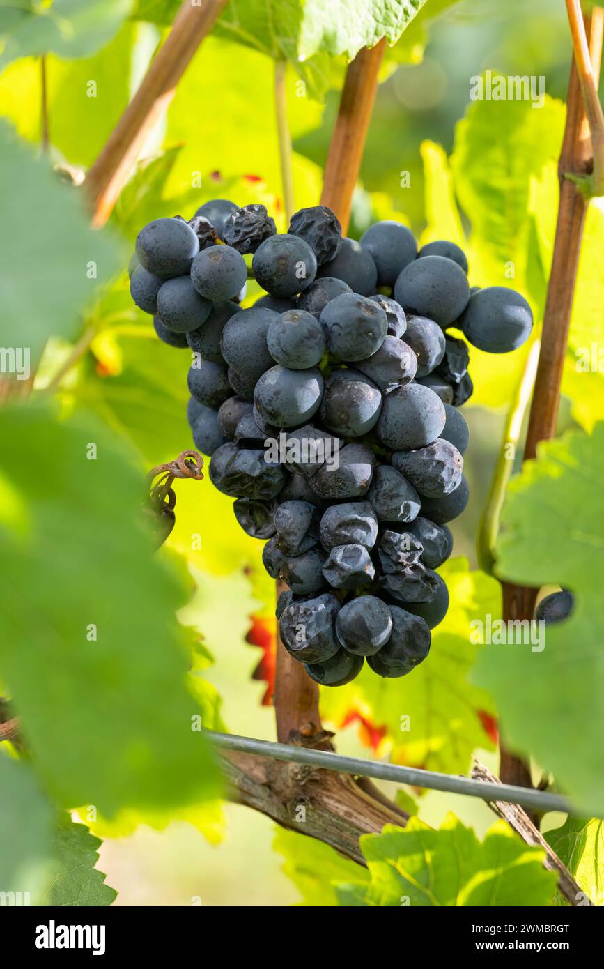 Grapes infested with rot and mold Stock Photo - Alamy