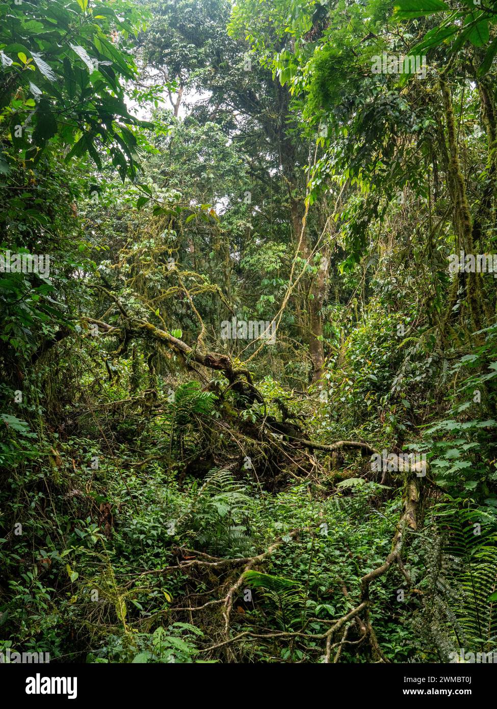 Rainforest of the Bwindi Impenetrable National Park, Uganda. The park ...