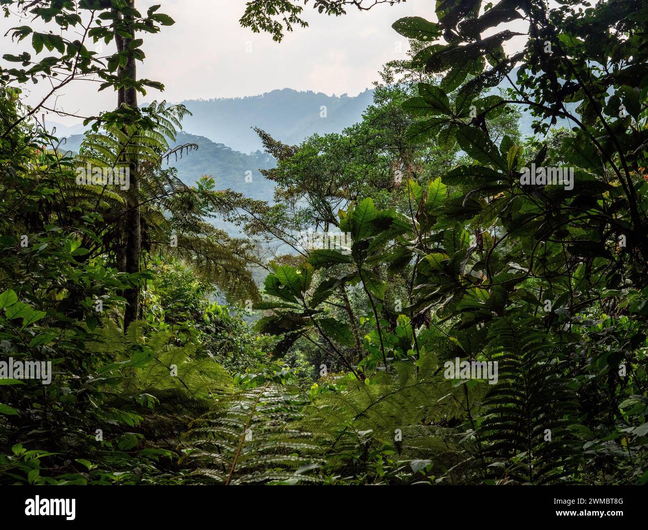 Rainforest of the Bwindi Impenetrable National Park, Uganda. The park ...