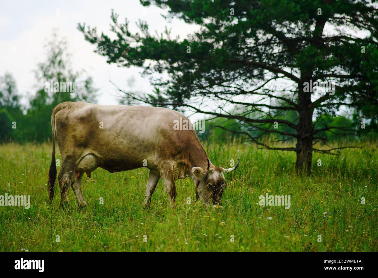 Cow cattle on the farm are bred and raised with care and respect for ...