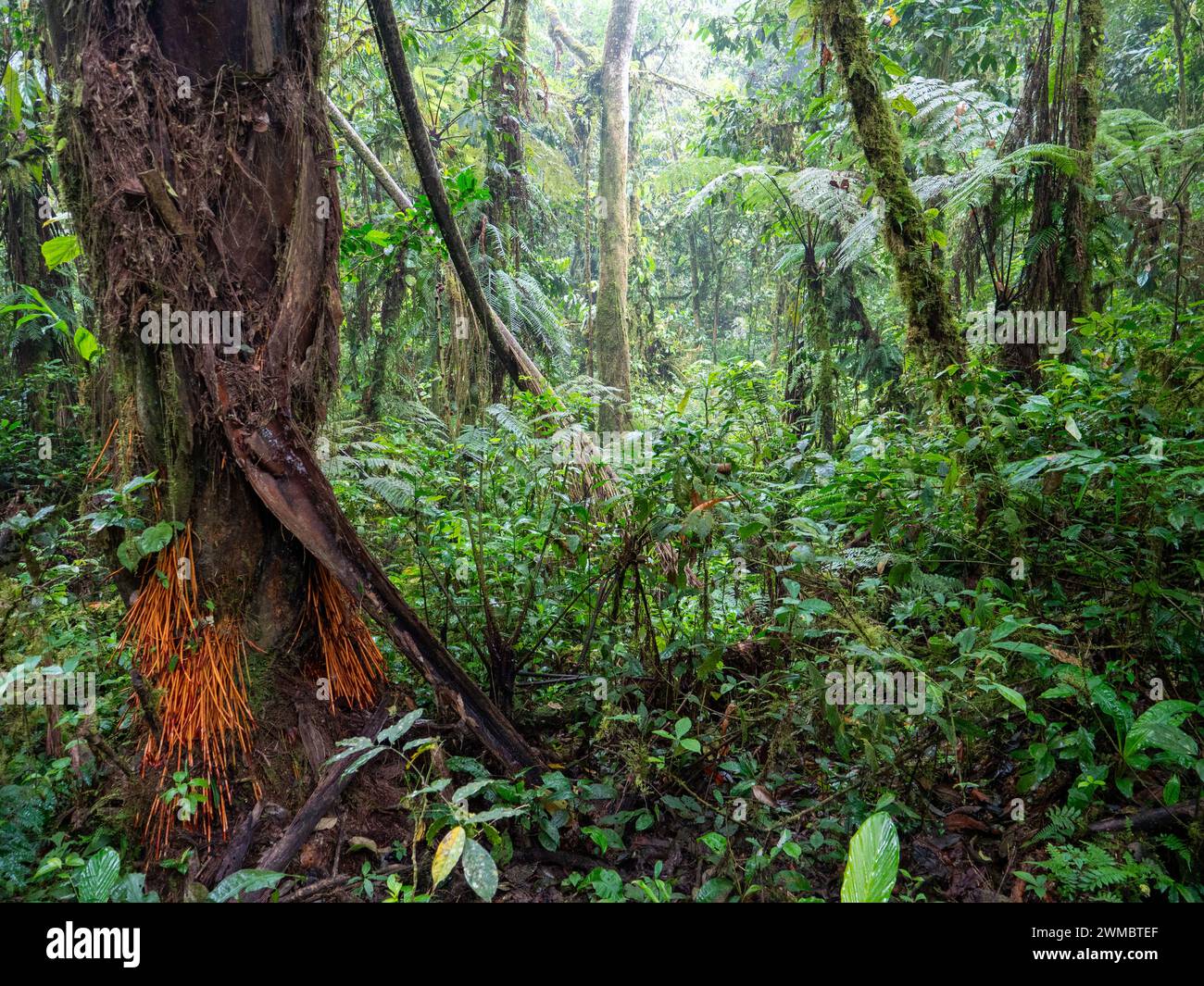 Rainforest of the Bwindi Impenetrable National Park, Uganda. The park ...