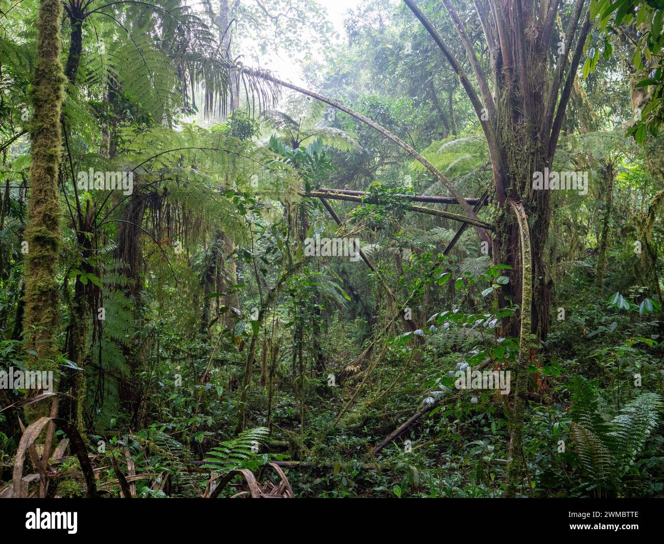 Rainforest of the Bwindi Impenetrable National Park, Uganda. The park ...