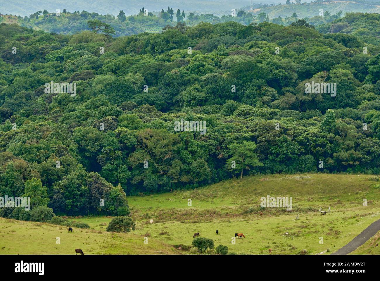 Mawphlang sacred forest hi-res stock photography and images - Alamy