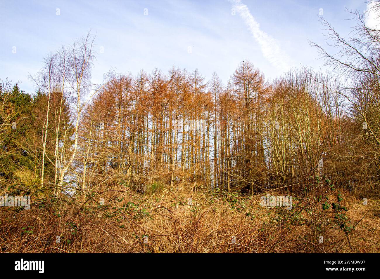 Dundee, Tayside, Scotland, UK. 25th Feb, 2024. UK Weather: Bright ...