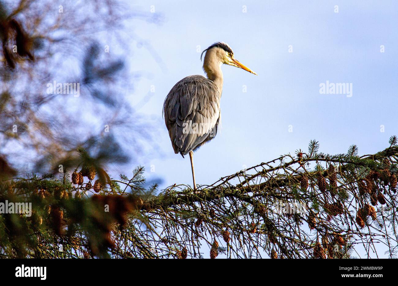 Alamy bird photographs hi-res stock photography and images - Alamy