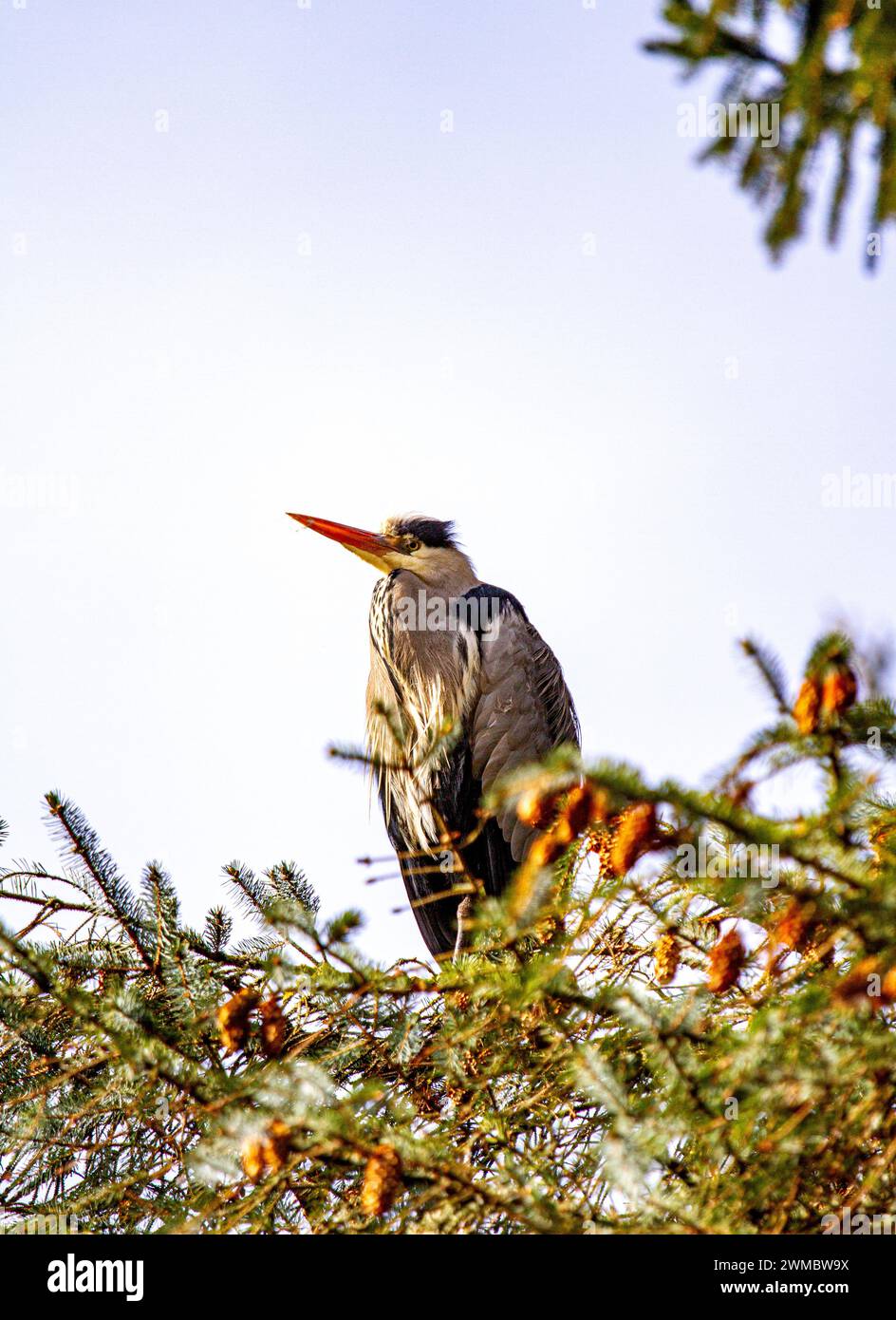 Alamy bird photographs hi-res stock photography and images - Alamy