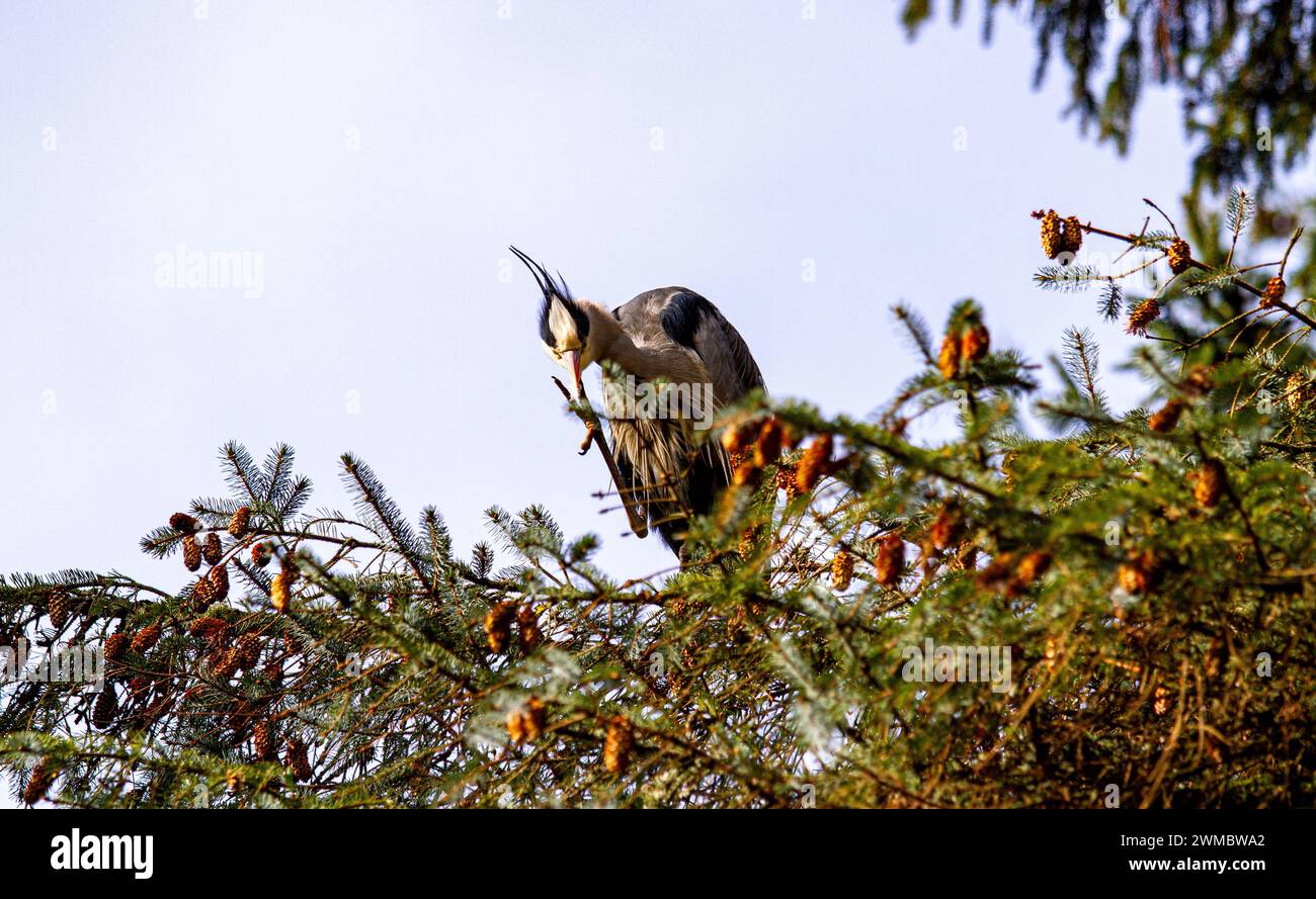 Alamy bird photographs hi-res stock photography and images - Alamy