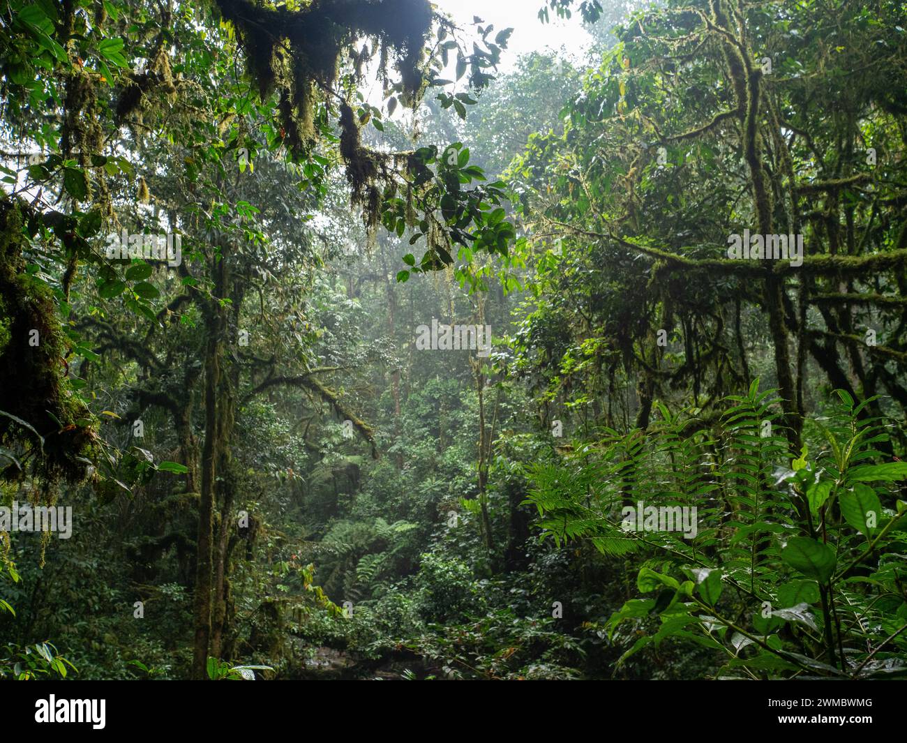 Rainforest of the Bwindi Impenetrable National Park, Uganda. The park ...