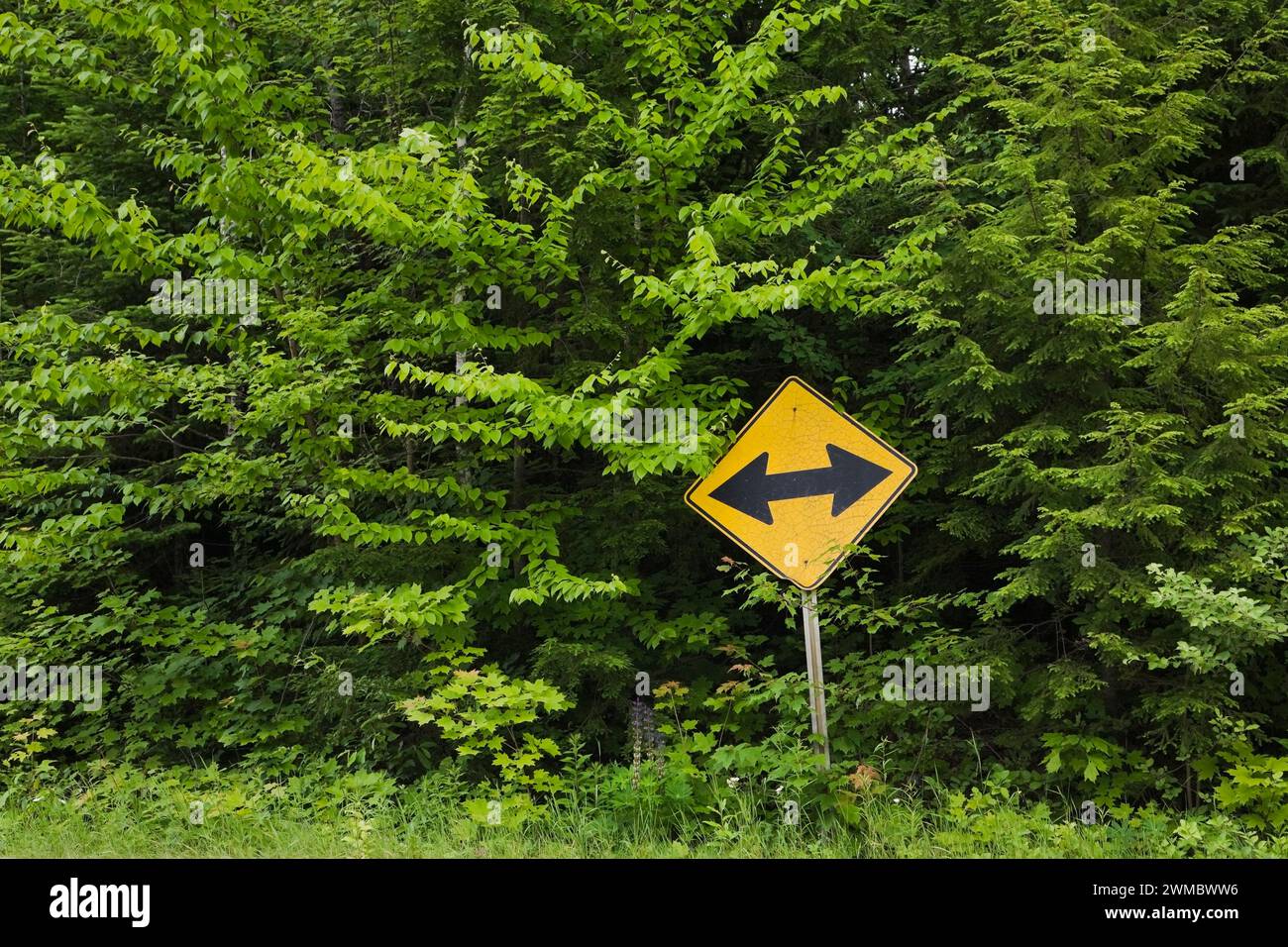 Yellow with black arrows traffic road sign against a green forest ...