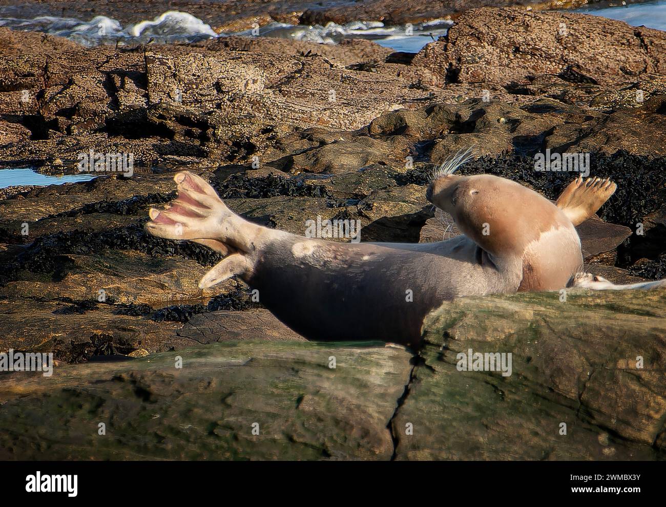 Seals basking on the rocks on St. Mary's Island in Whitley, England ...